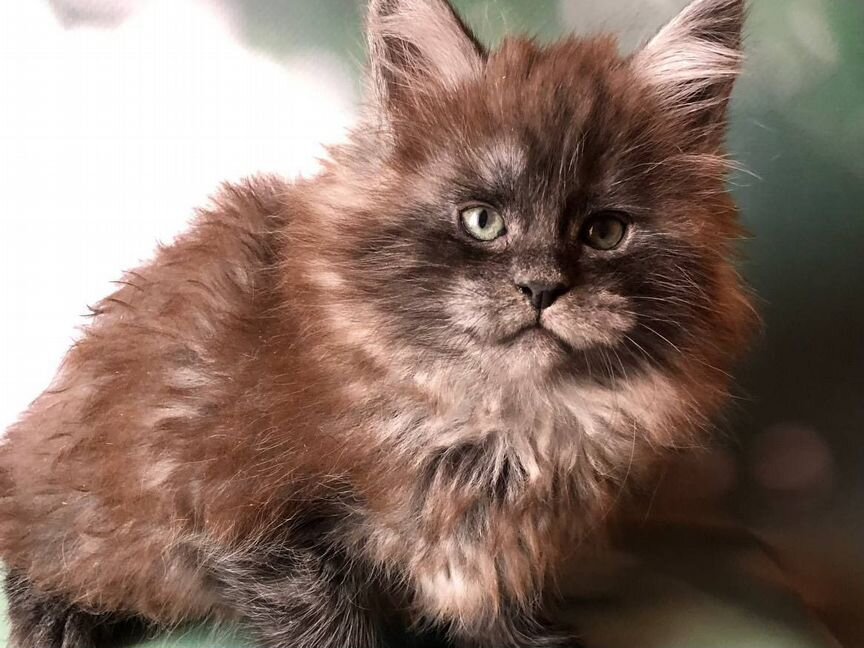 Котята мейн кун