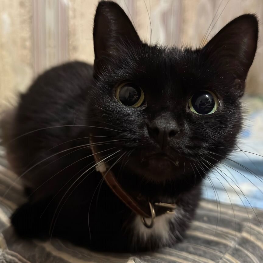 Взрослая кошка в добрые руки