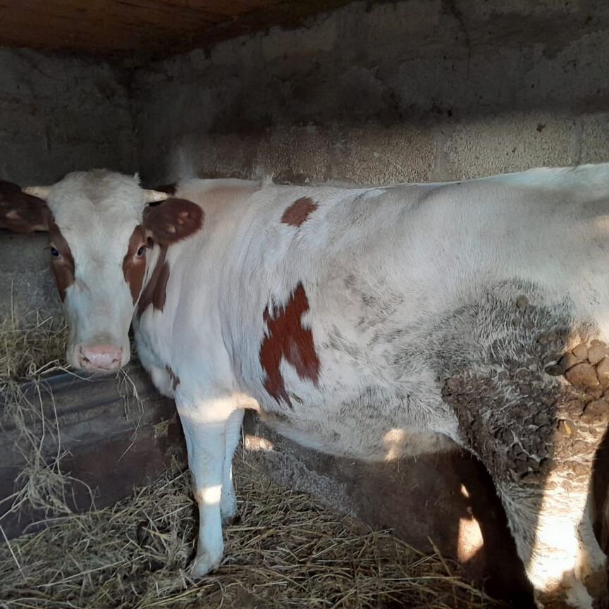 Луговое сено