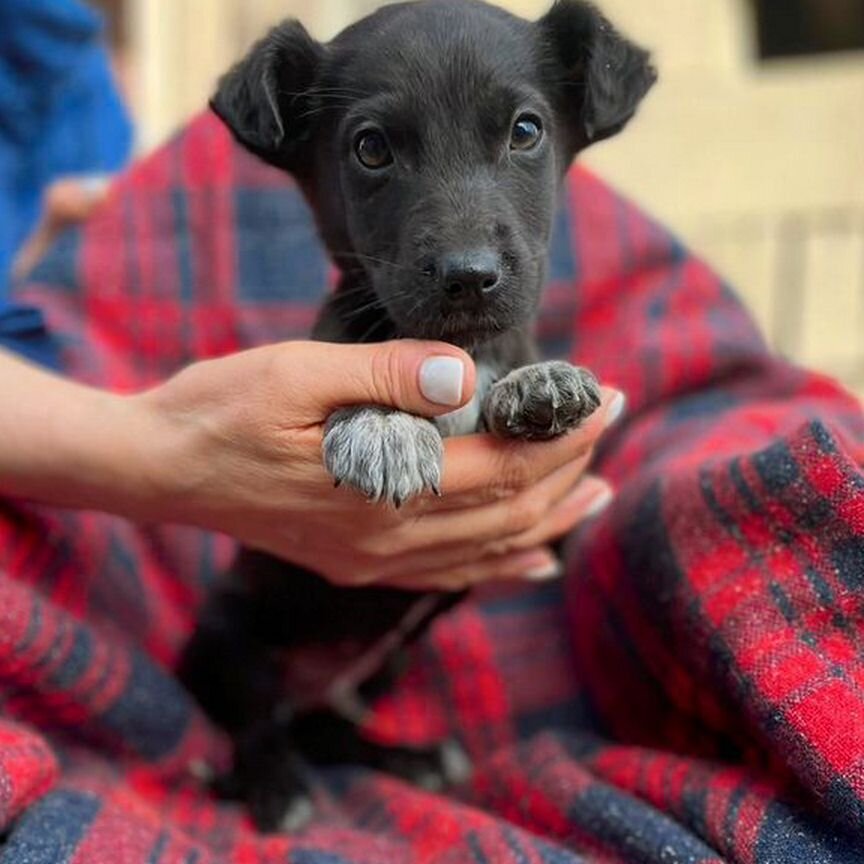 Щенок в добрые руки