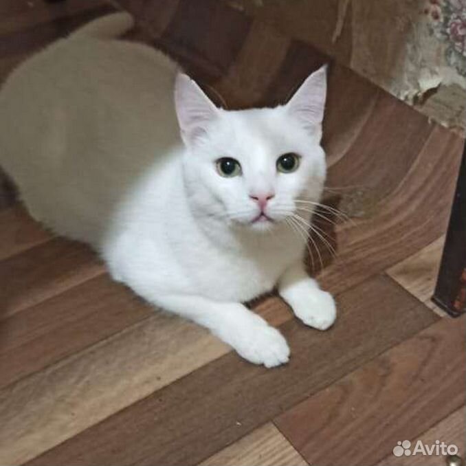 Белый красавец кот