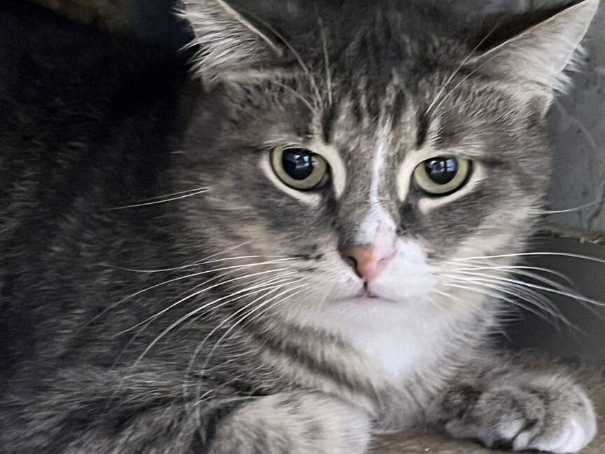 Скромный Севушка - котик из приюта ищет дом