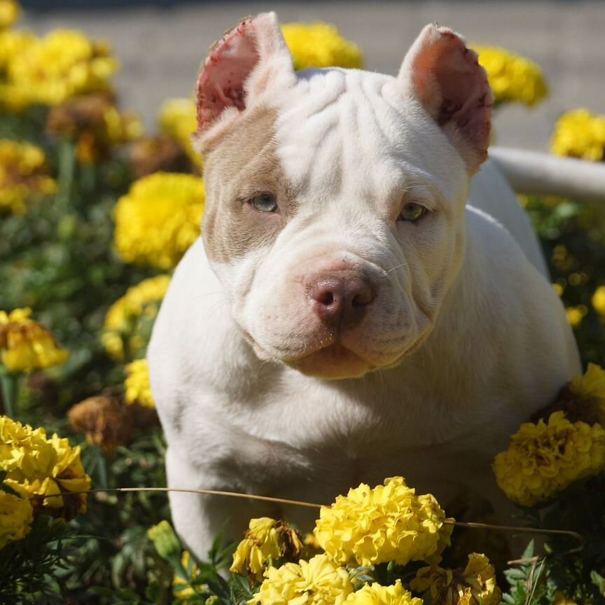 Продам щенка Американский булли