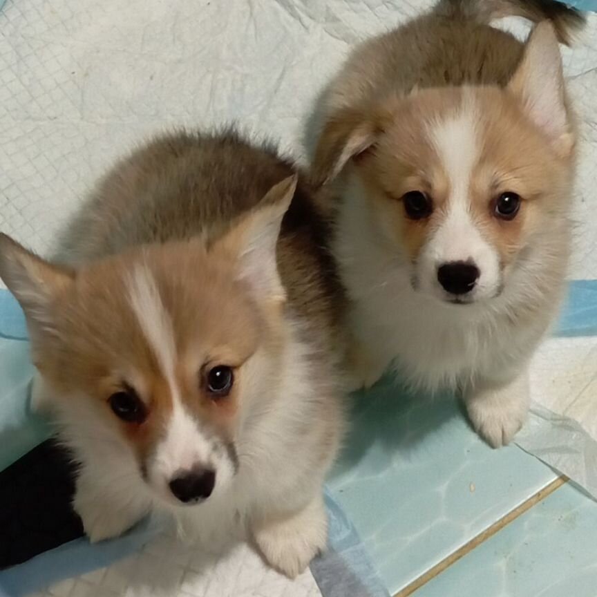 Вельш Корги Пемброк, щенок