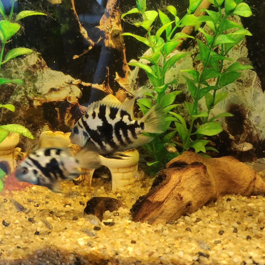 Аквариумные рыбки