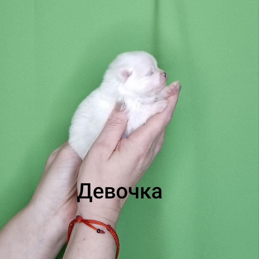 Померанский шпиц