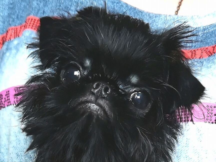 Бельгийский гриффон - мальчик РКФ