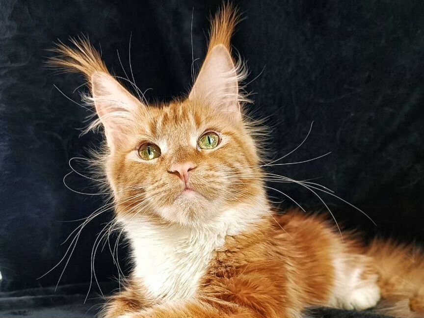 Fionа котенок Мейн кун врaзвeдeниe