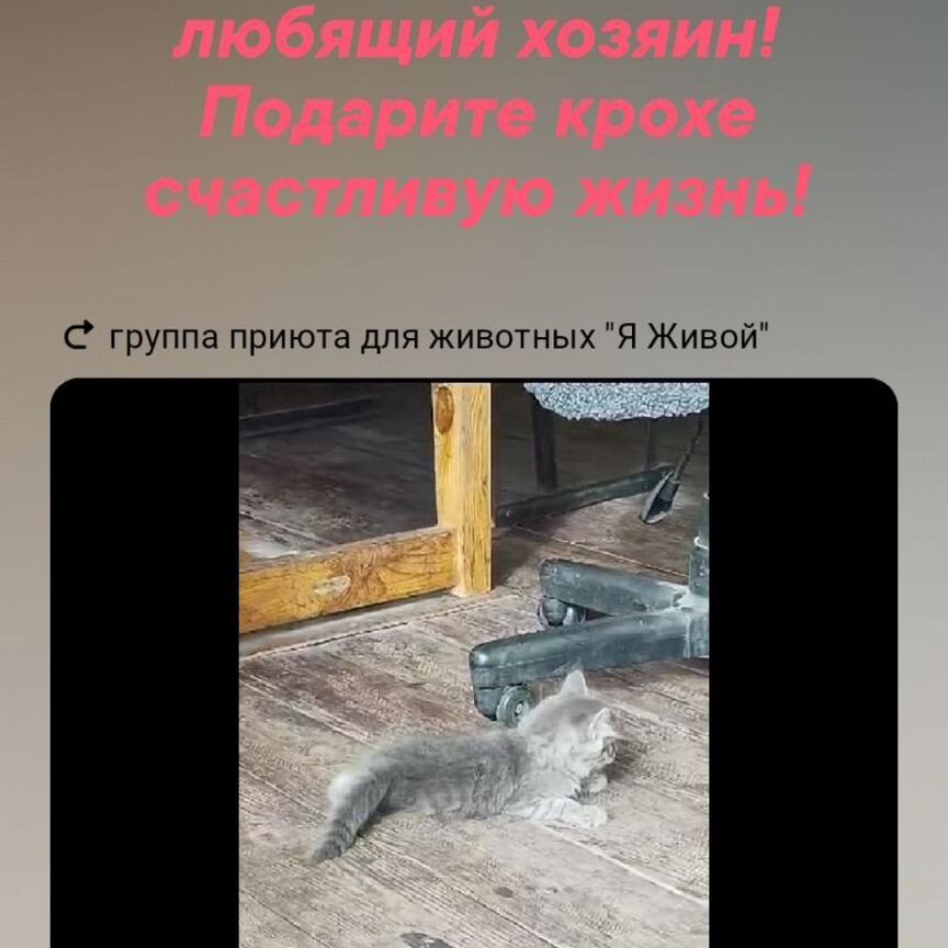 Особенный котёнок ищет дом