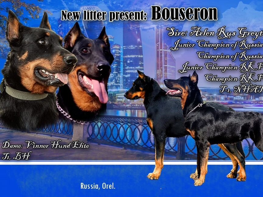 Французская овчарка