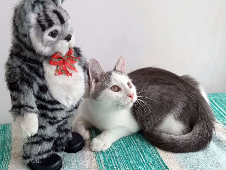 Котёнок Лаки в добрые руки