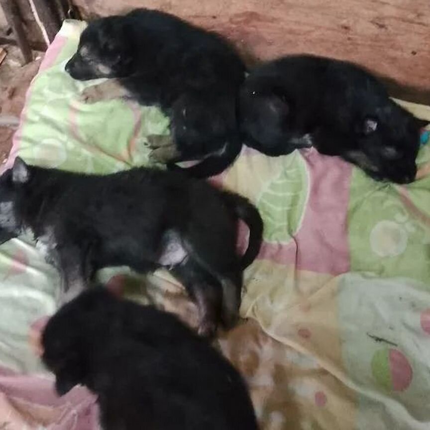 Немецкая овчарка, щенок