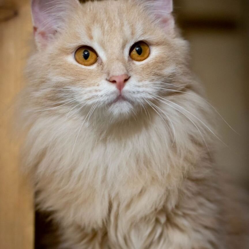 Котик Марс