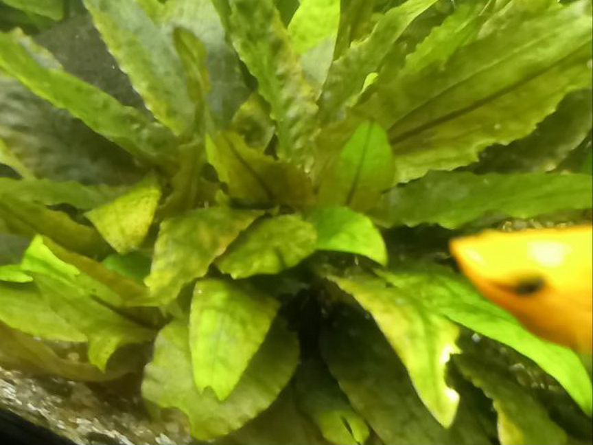 Криптокорина вендта коричневая