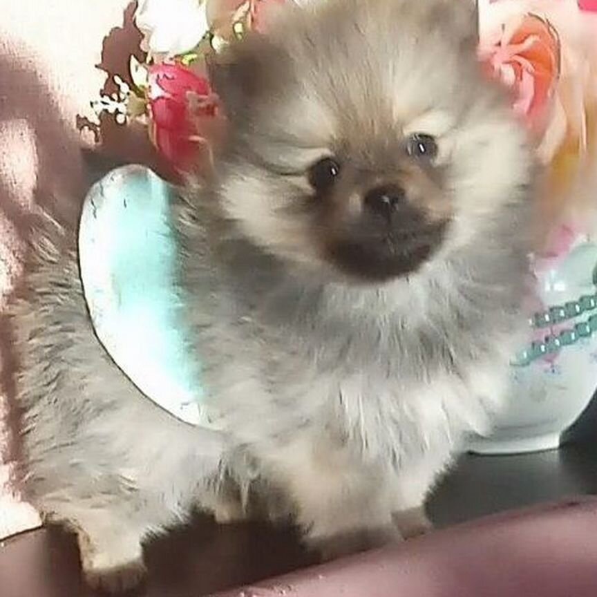 Немецкий шпиц, щенок