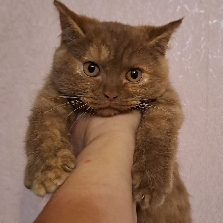 Британская короткошерстная