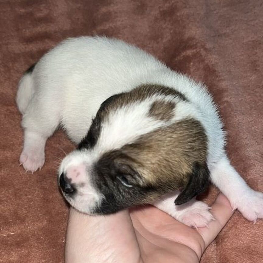 Продаются щенки Джек Рассел терьер