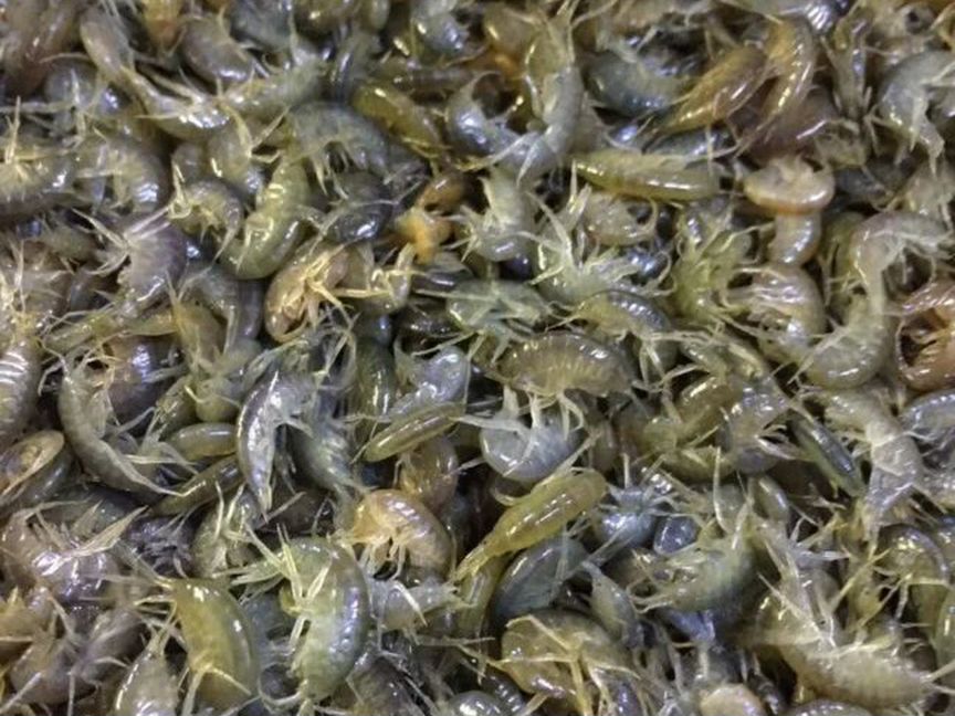 Гаммарус замороженный