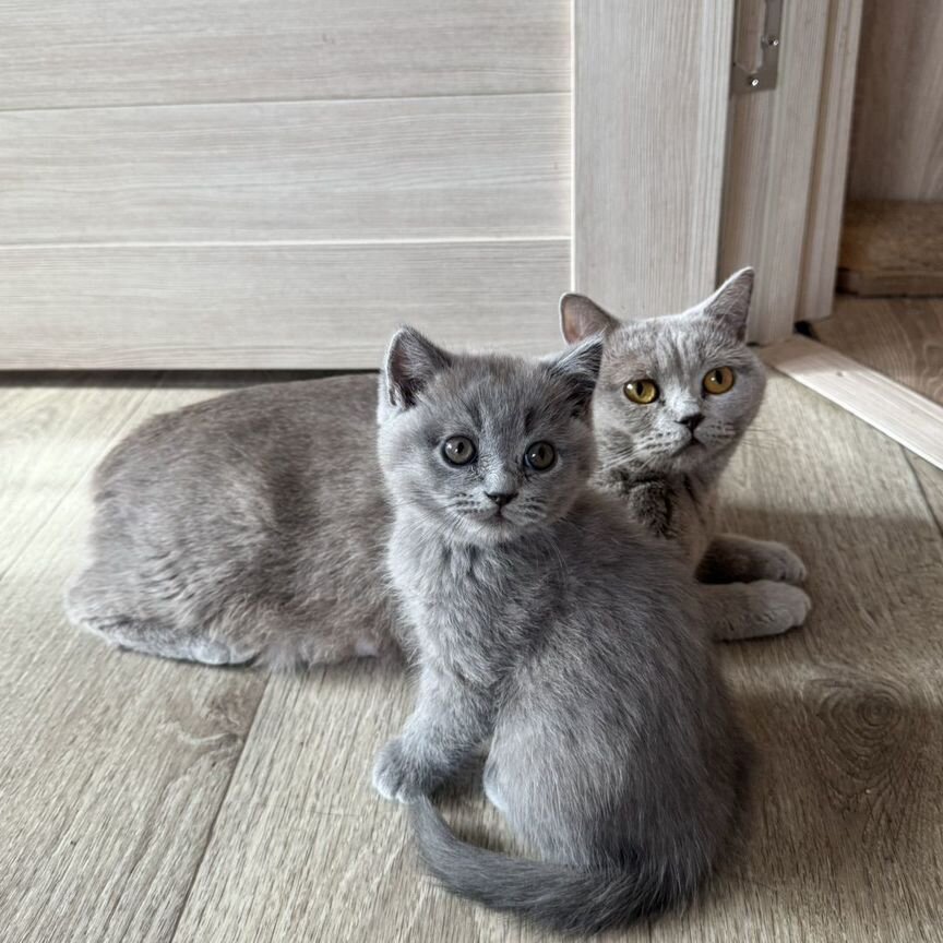 Британские котята