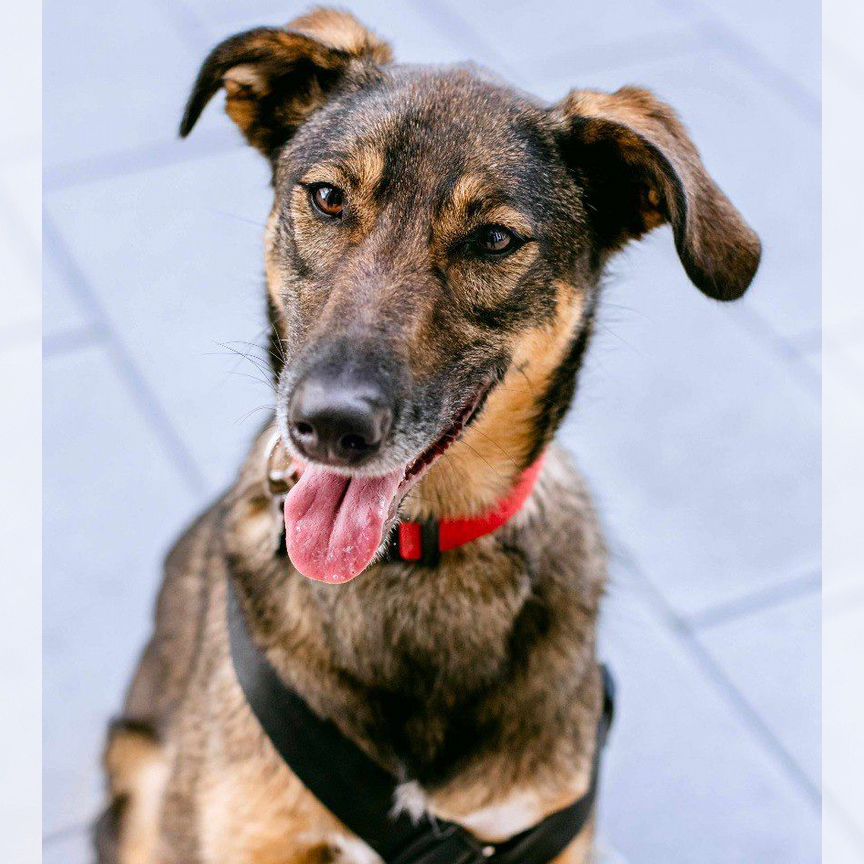 Взрослая собака в добрые руки