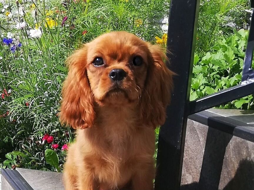 Кавалер кинг чарльз спаниель рубиновый мальчик