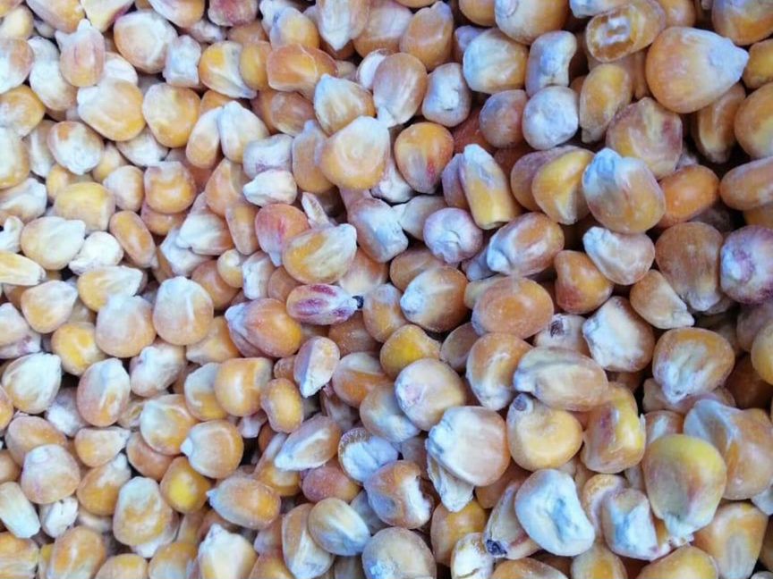 Кукуруза кормовая уц-кз, 10 кг