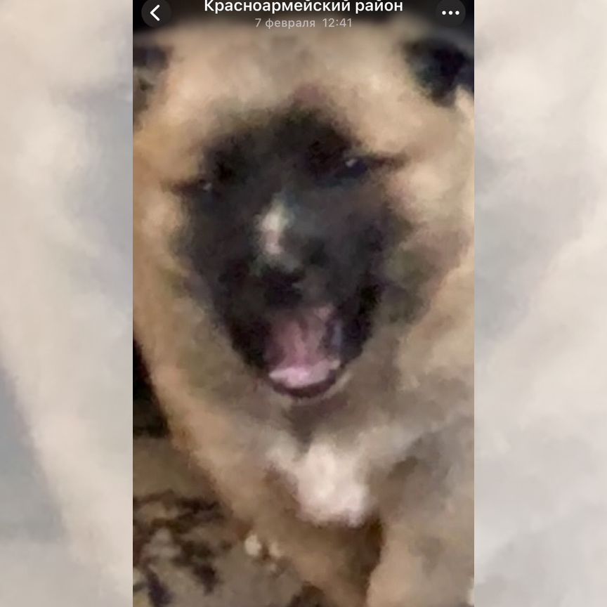 Кавказская овчарка, щенок