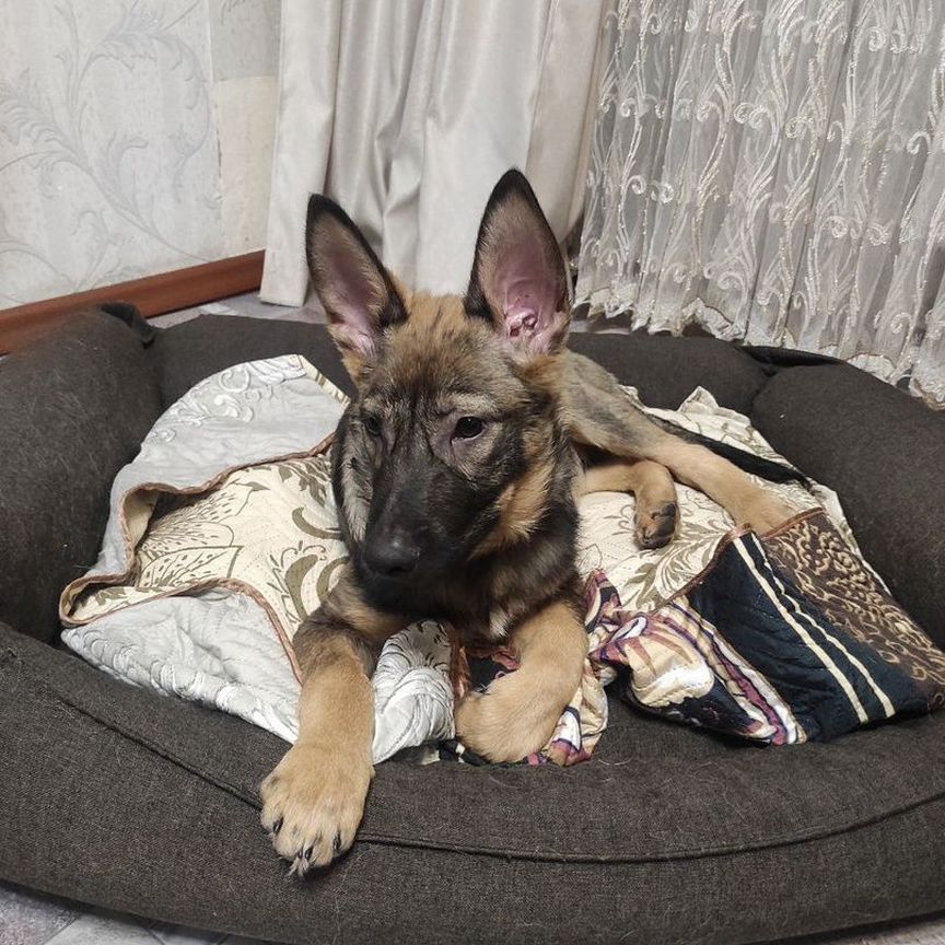 Щенок в добрые руки