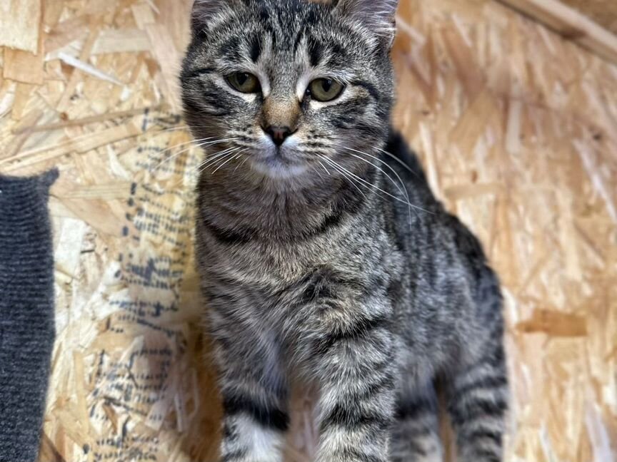 Котик из приюта