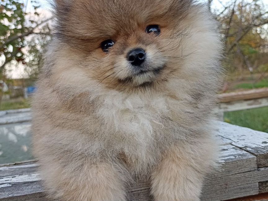 Померанский шпиц