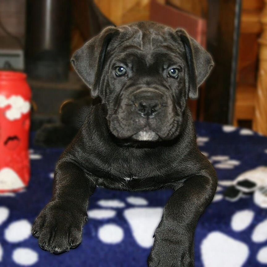 Щенки кане корсо