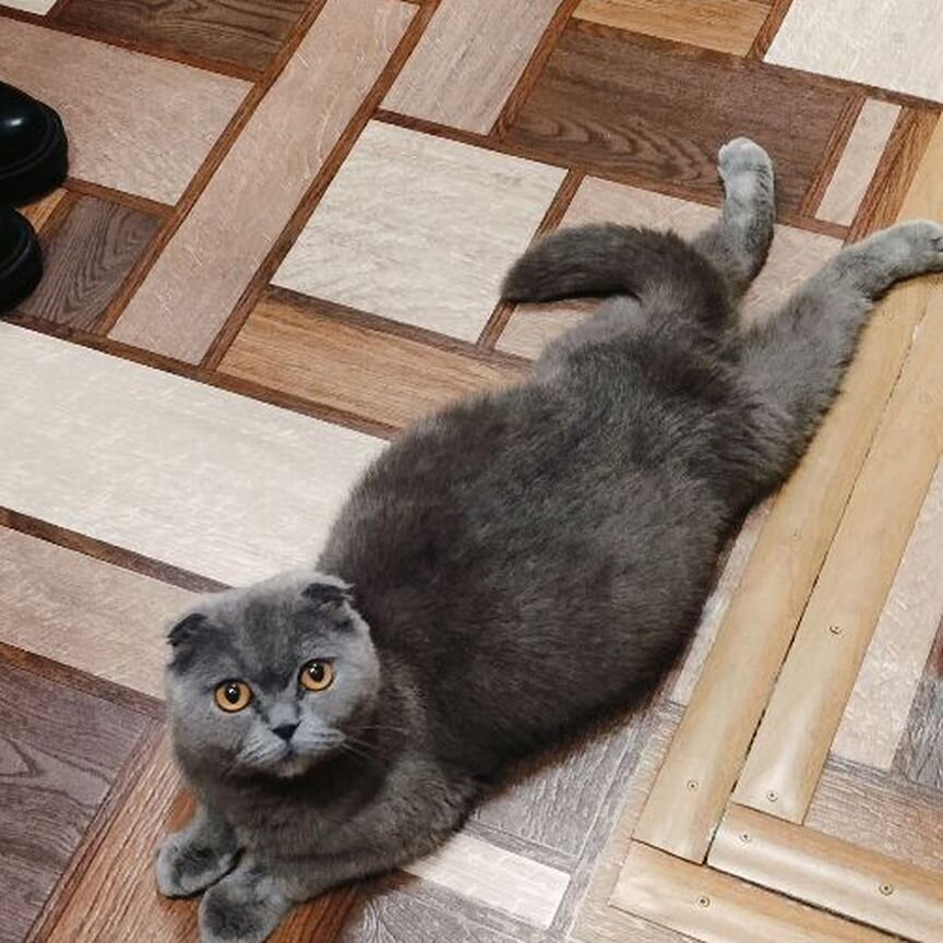 Шотландская вислоухая короткошёрстная, взрослая кошка