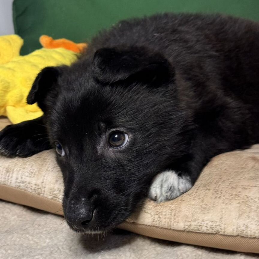 Чудесная девочка ищет дом