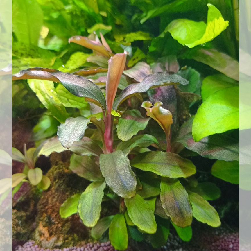 Аквариумное растение