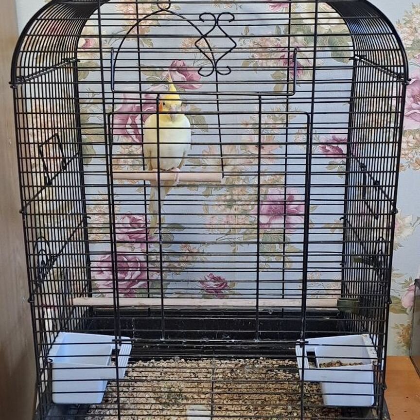 Попугай корелла с клеткой