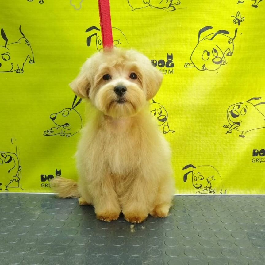 Мальтипу F1 Лео