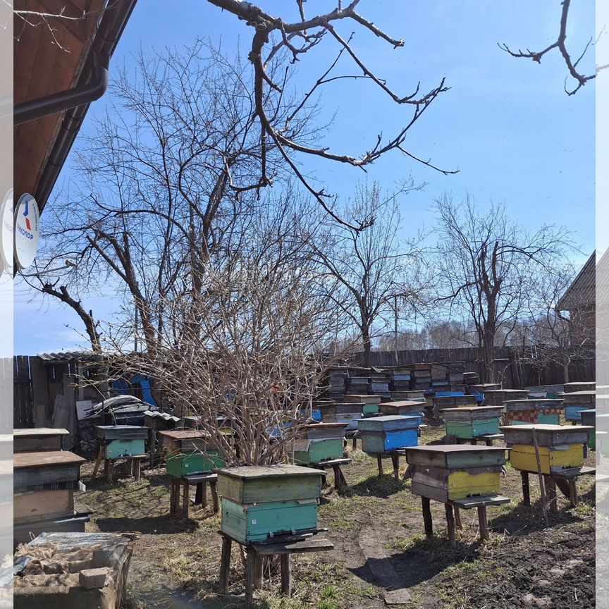 Продам пчелосемьи