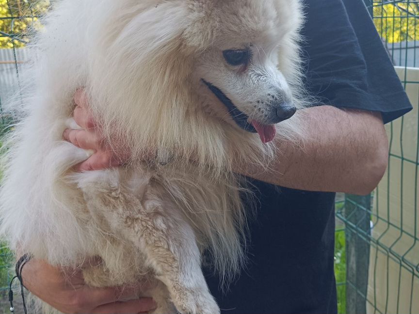 Японский шпиц