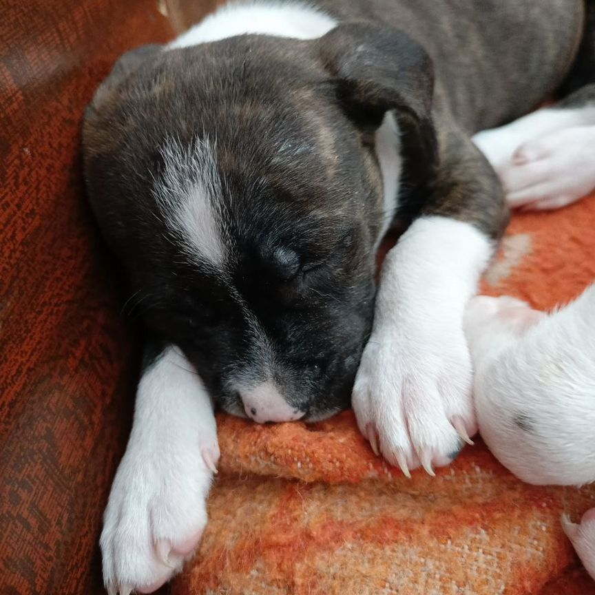 Продажа щенят стафф