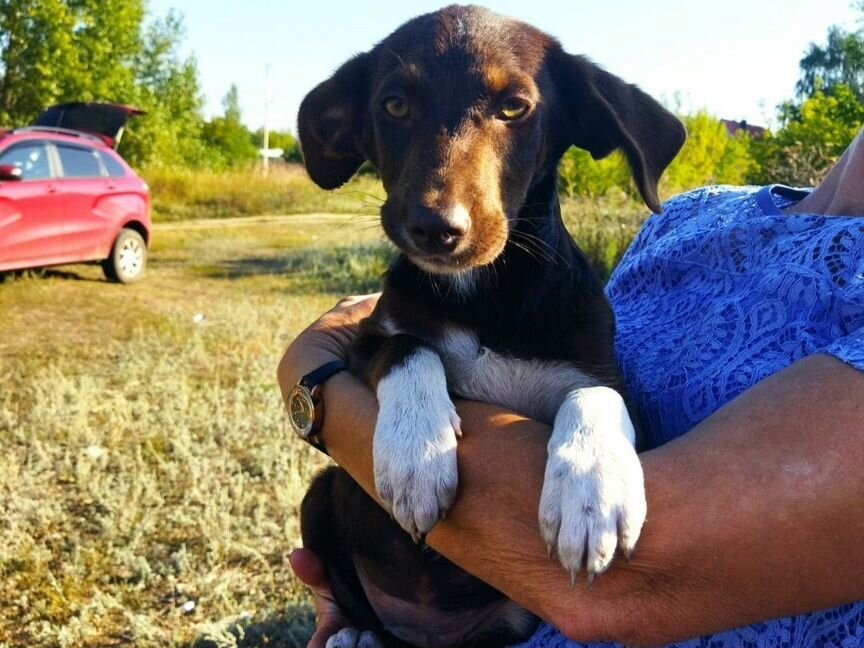 Шоколадка, щенок в добрые руки