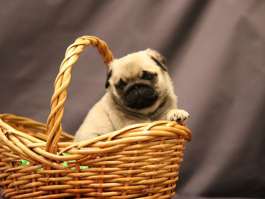 Щенки мопса (РКФ)