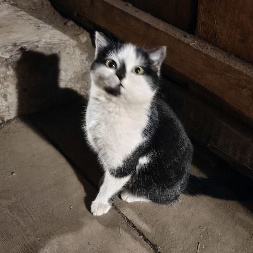 Котёнок в добрые руки