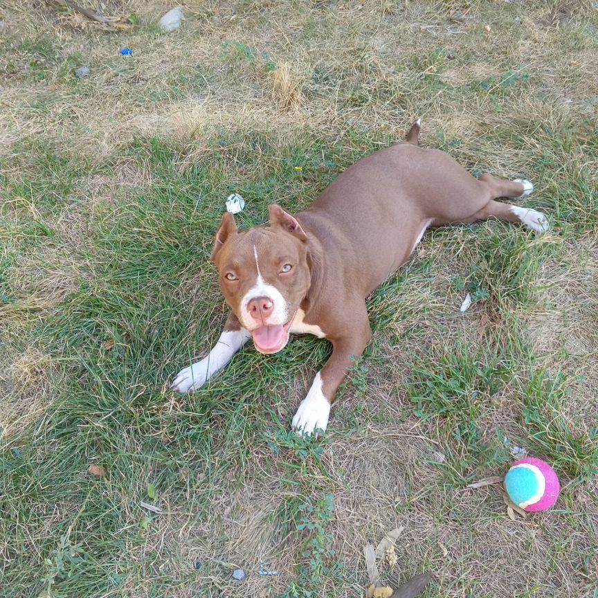 Американский булли