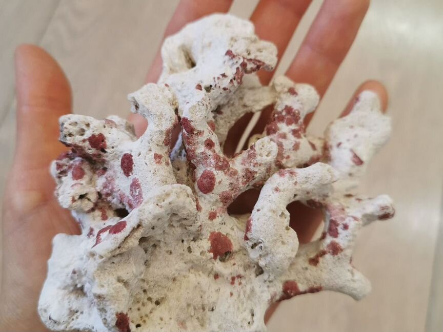 Окаменелый коралл