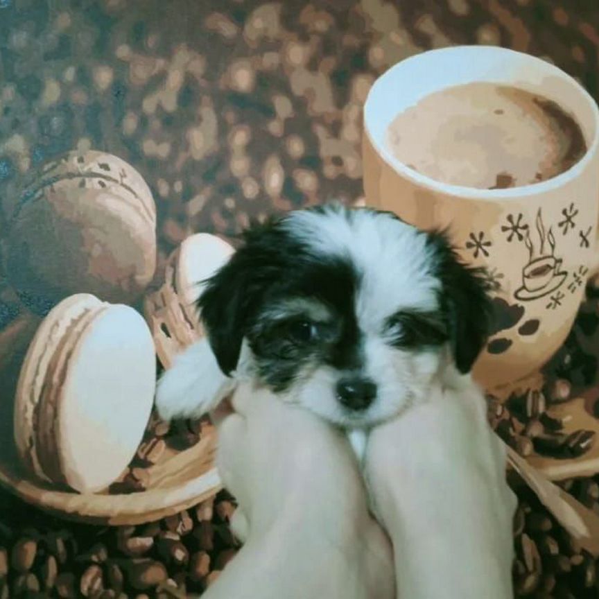 Мальтипу мини