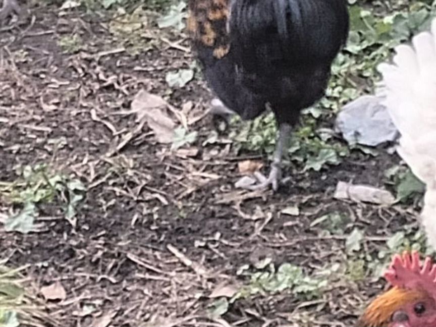 Продаются петухи