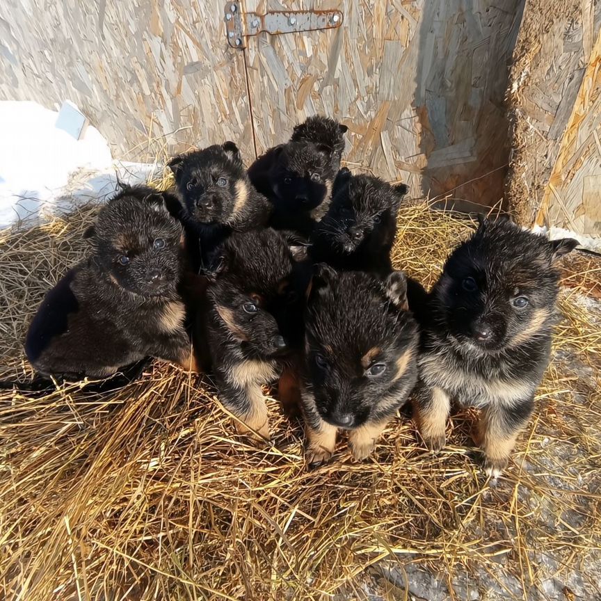 Немецкая овчарка, щенок