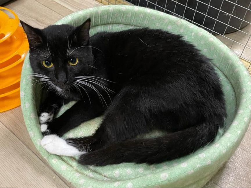 Кошечка Николь