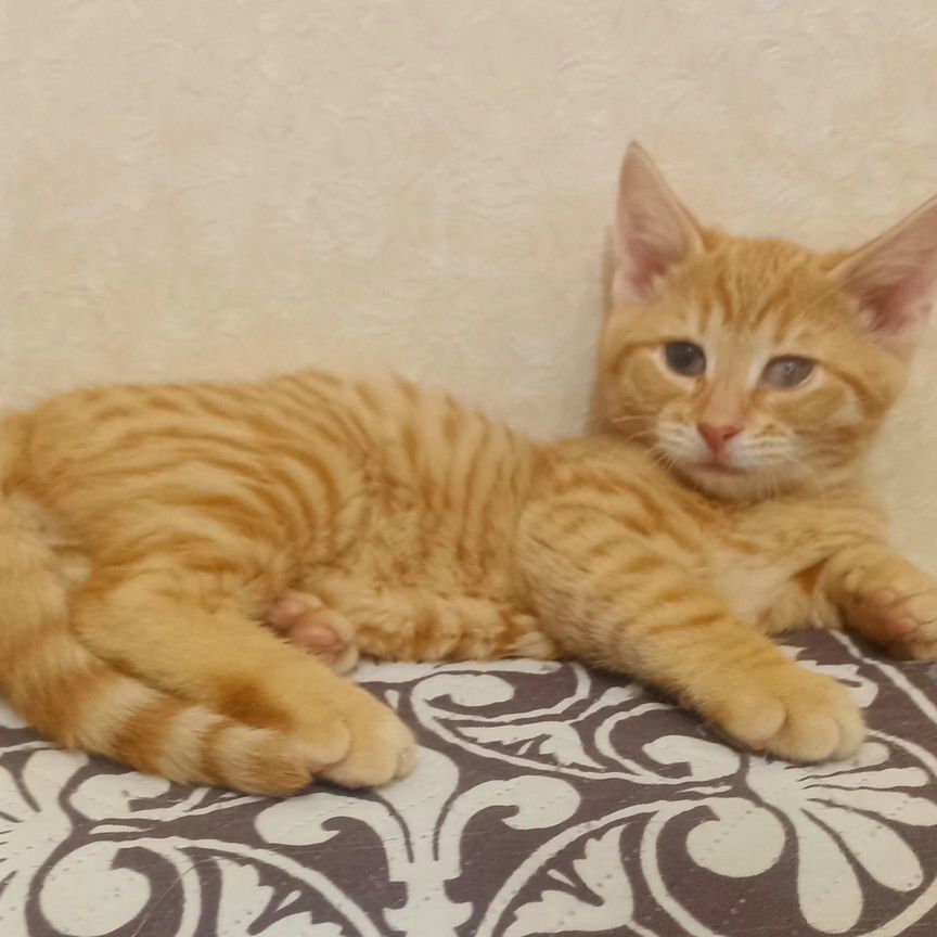 Котенок