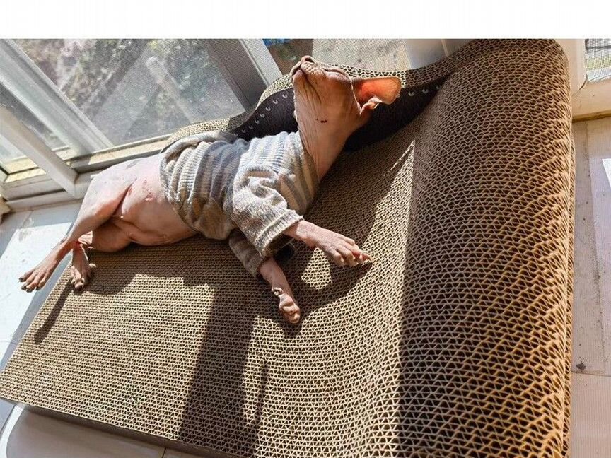 Когтеточка лежанка